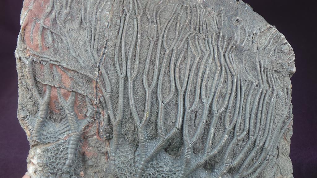 Crinoideos