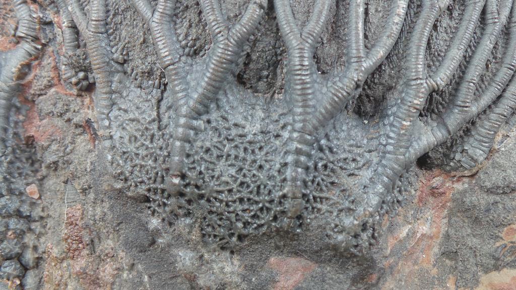 Crinoideos