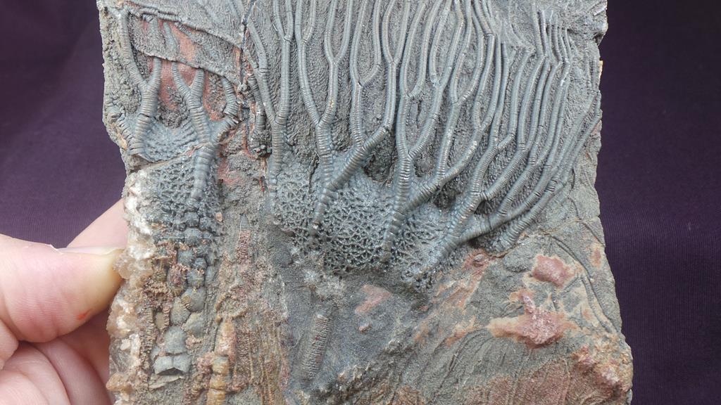 Crinoideos