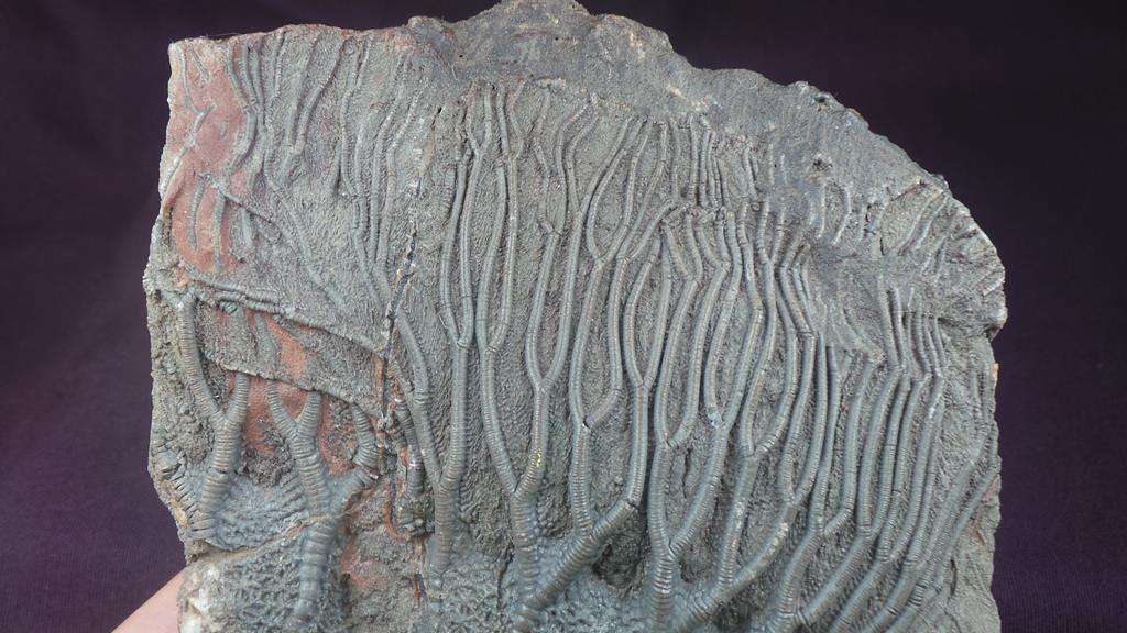 Crinoideos