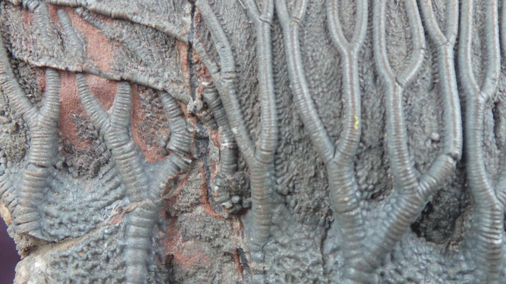Crinoideos