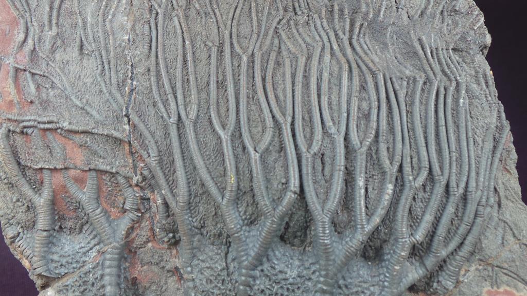 Crinoideos