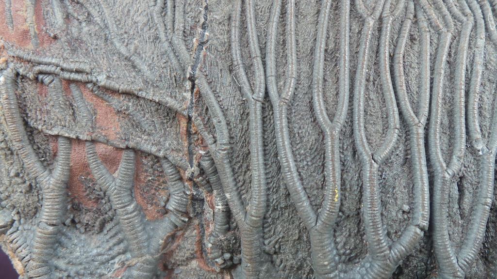 Crinoideos