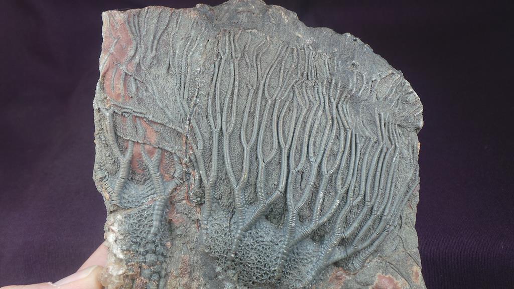 Crinoideos