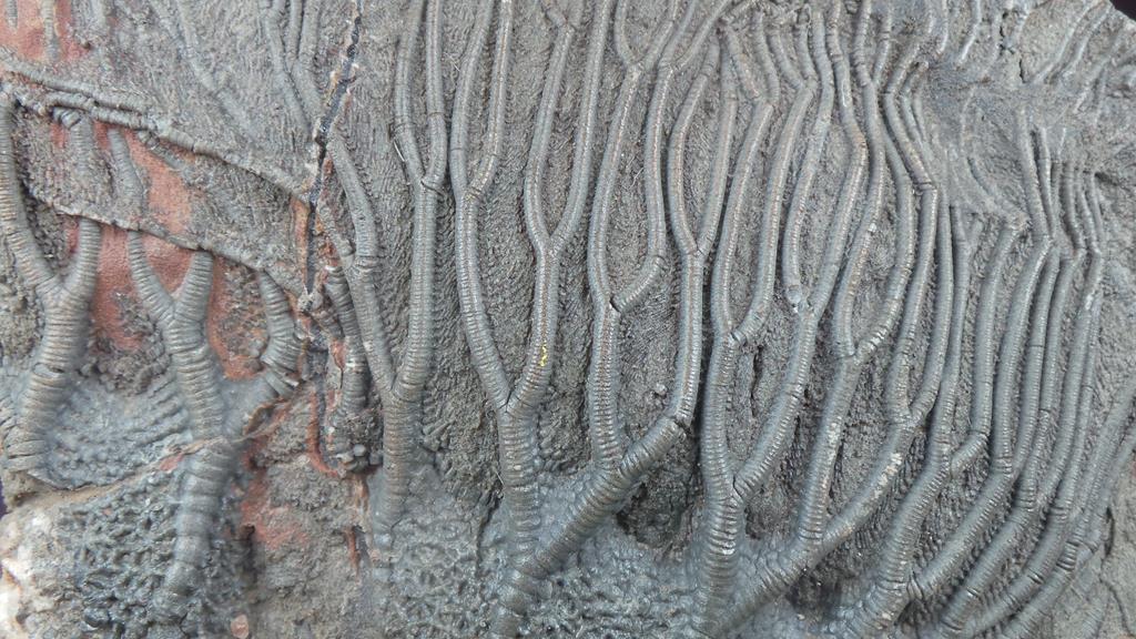Crinoideos