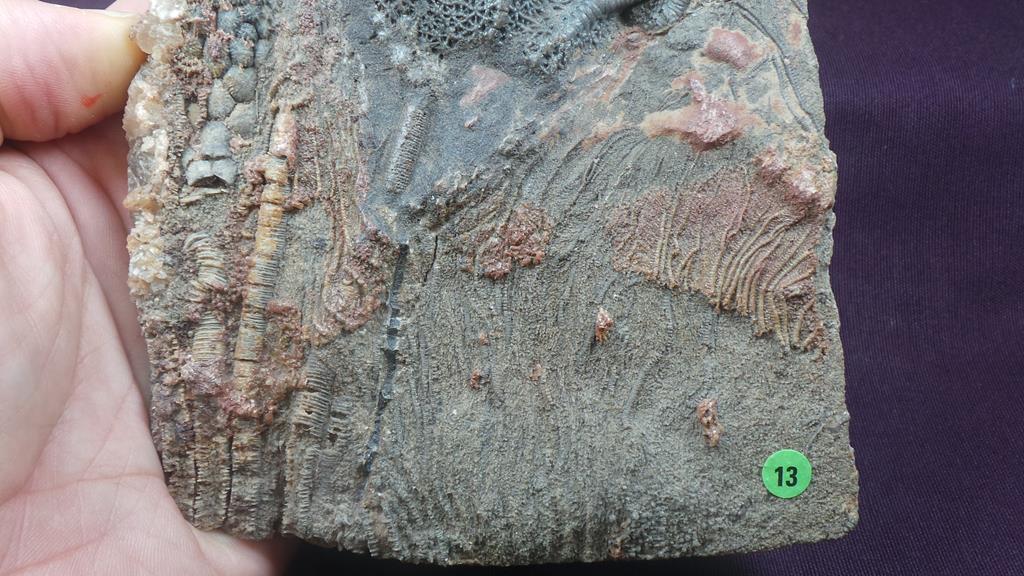 Crinoideos