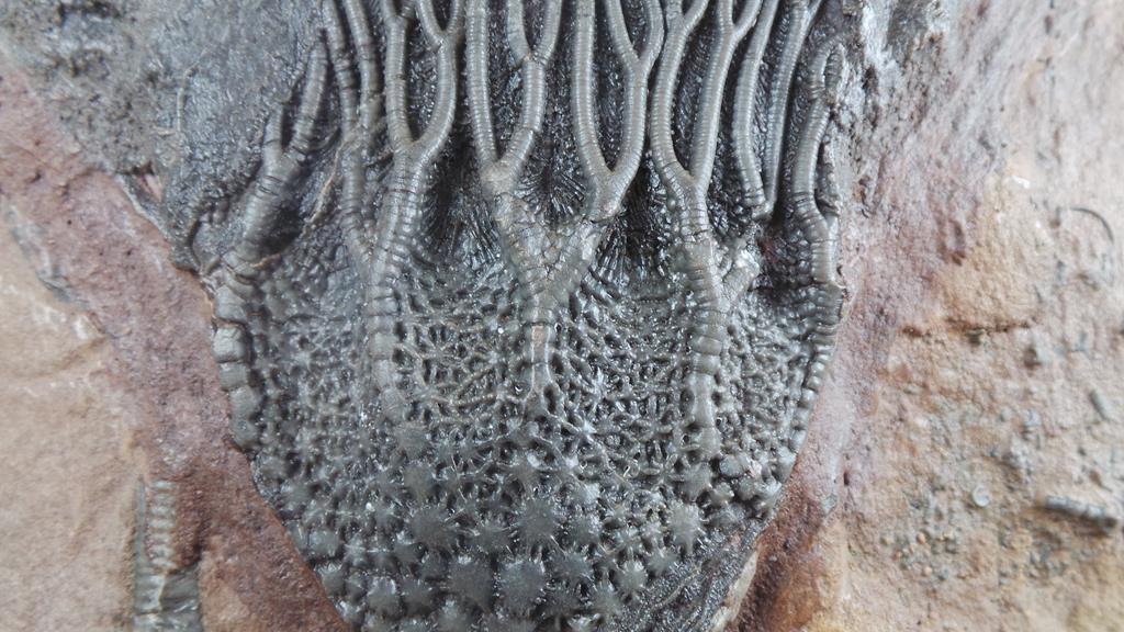 Crinoideos