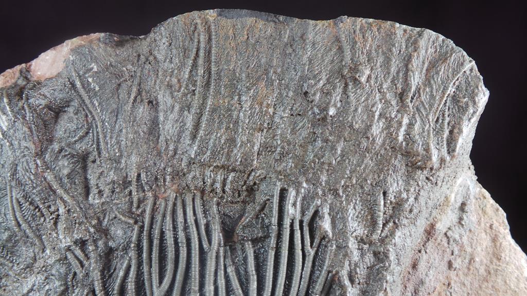 Crinoideos