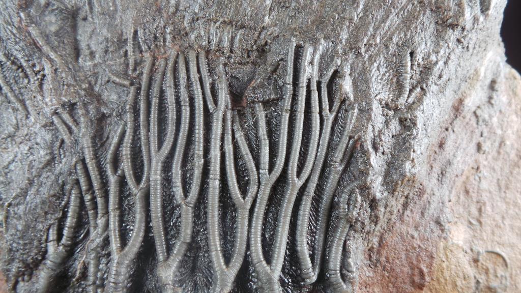 Crinoideos