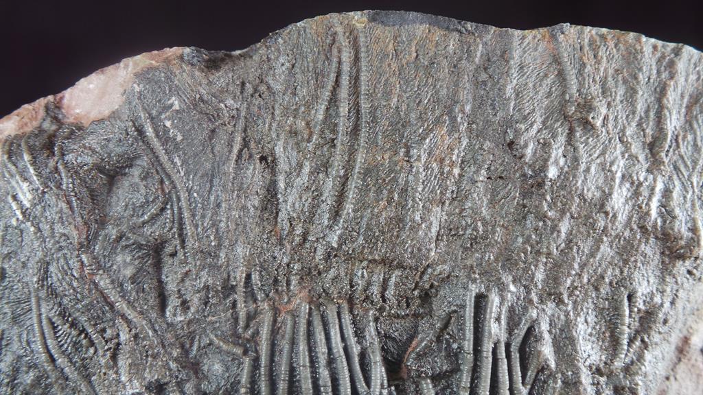 Crinoideos
