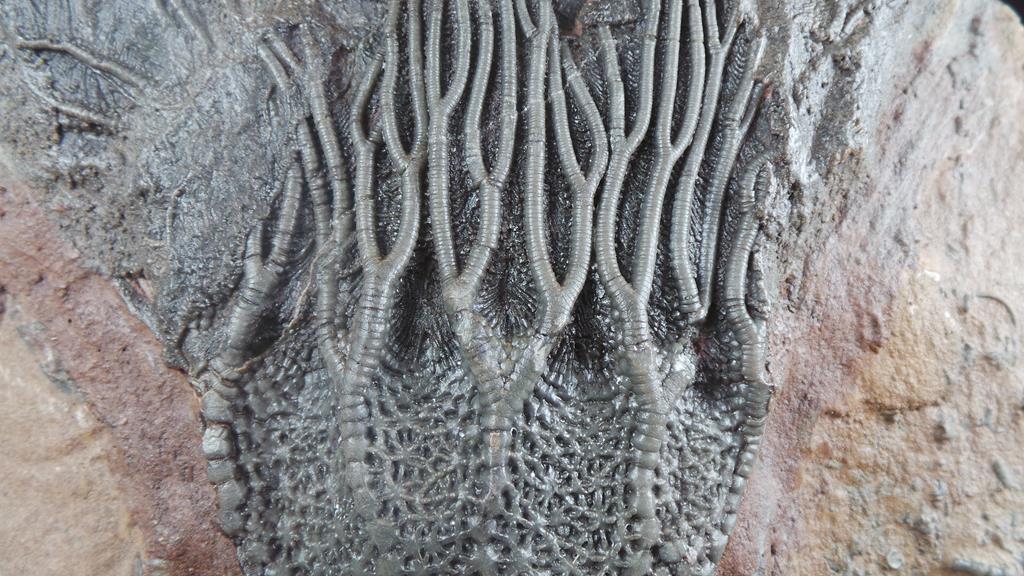 Crinoideos