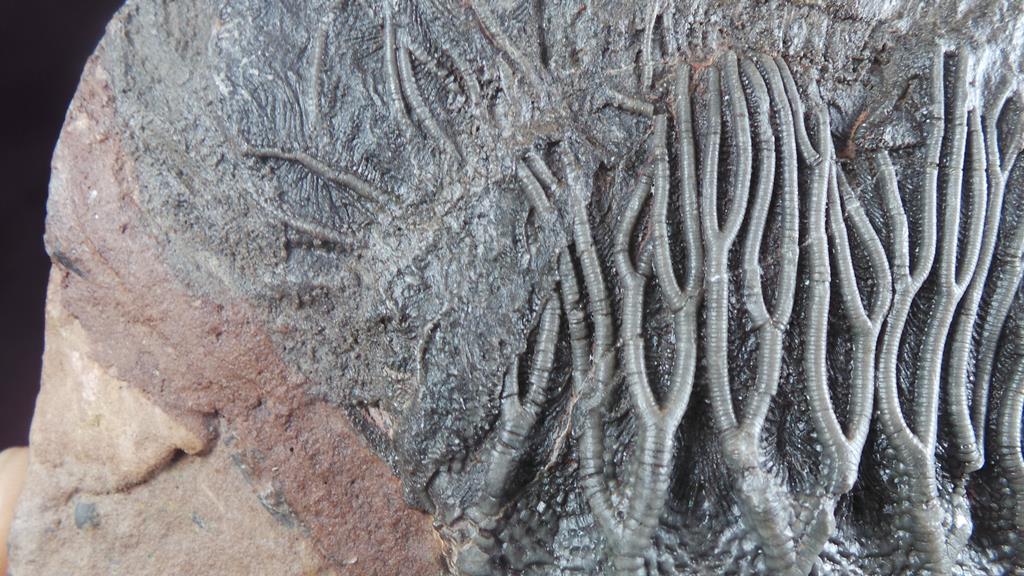 Crinoideos