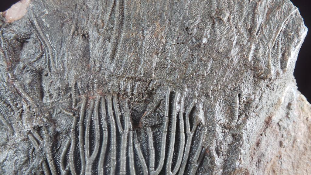 Crinoideos