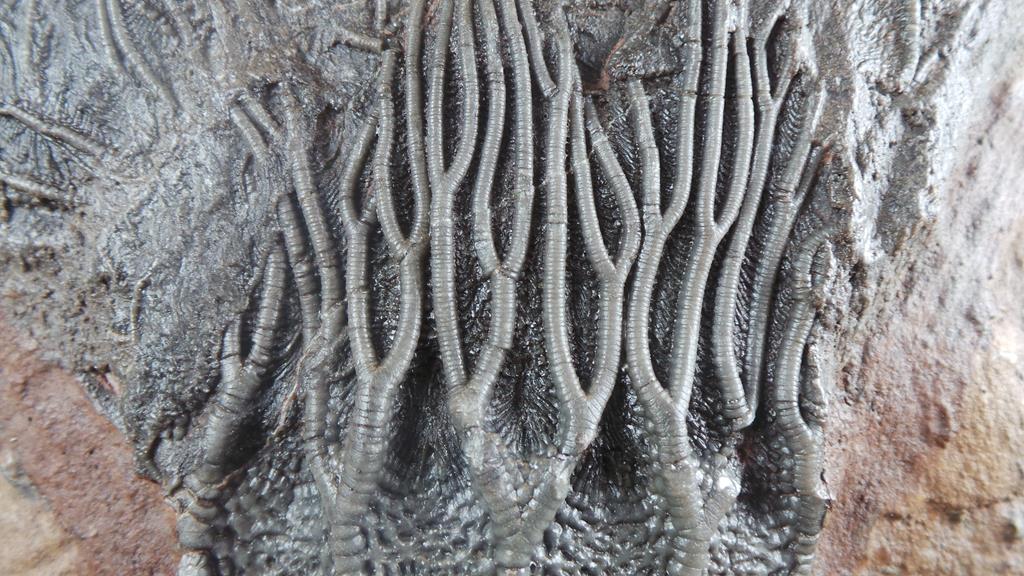 Crinoideos