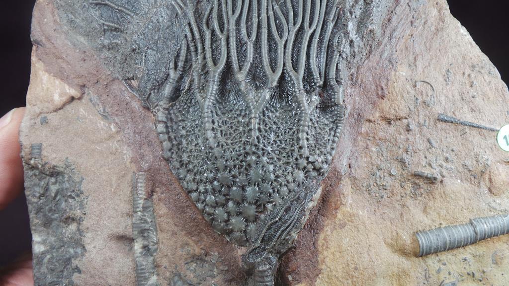 Crinoideos