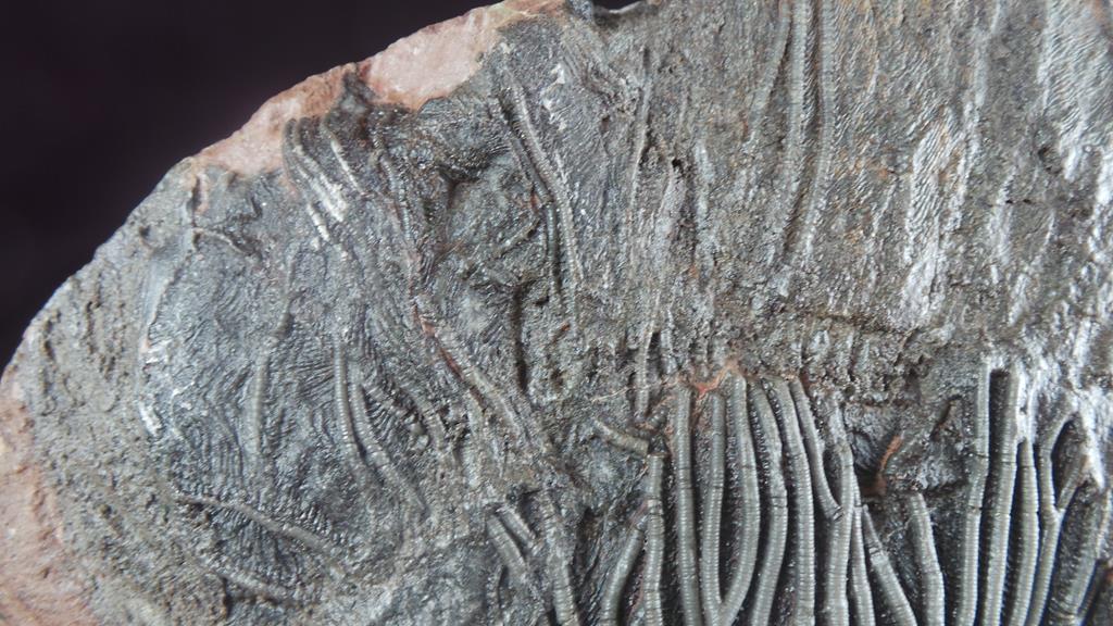 Crinoideos