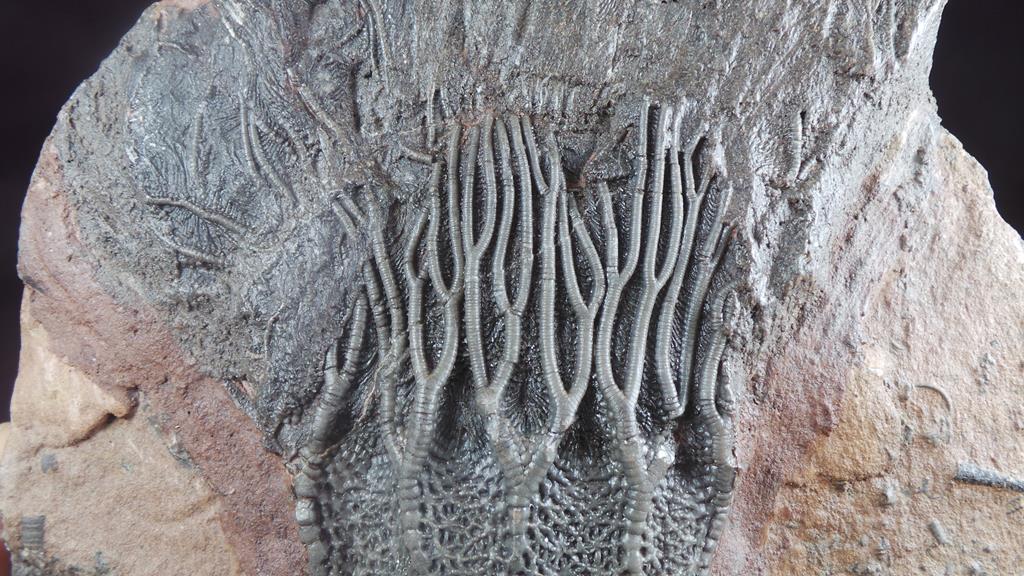 Crinoideos